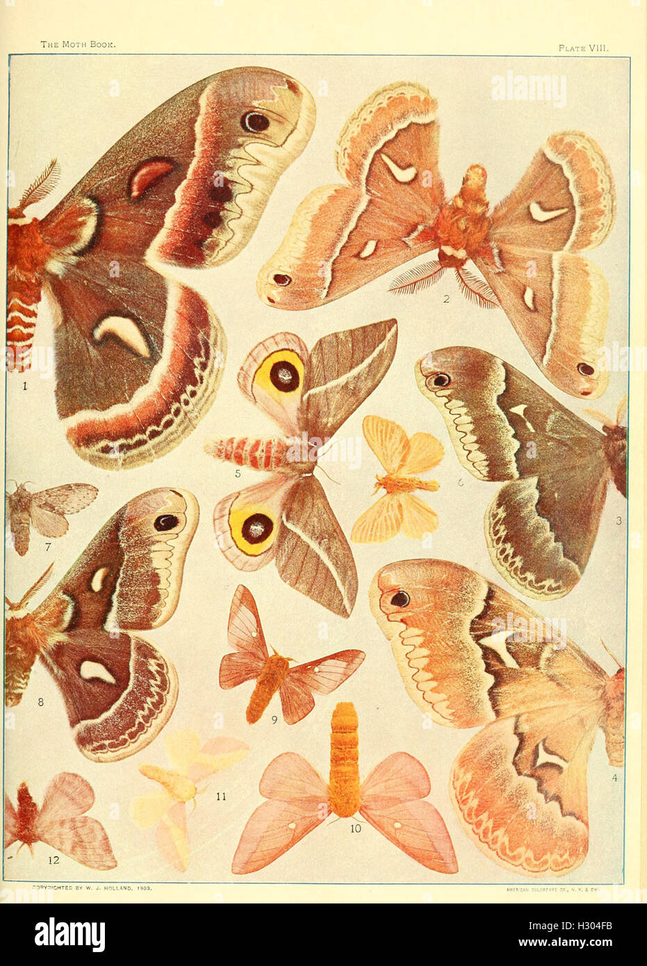 The moth book BHL99 Stock Photo - Alamy