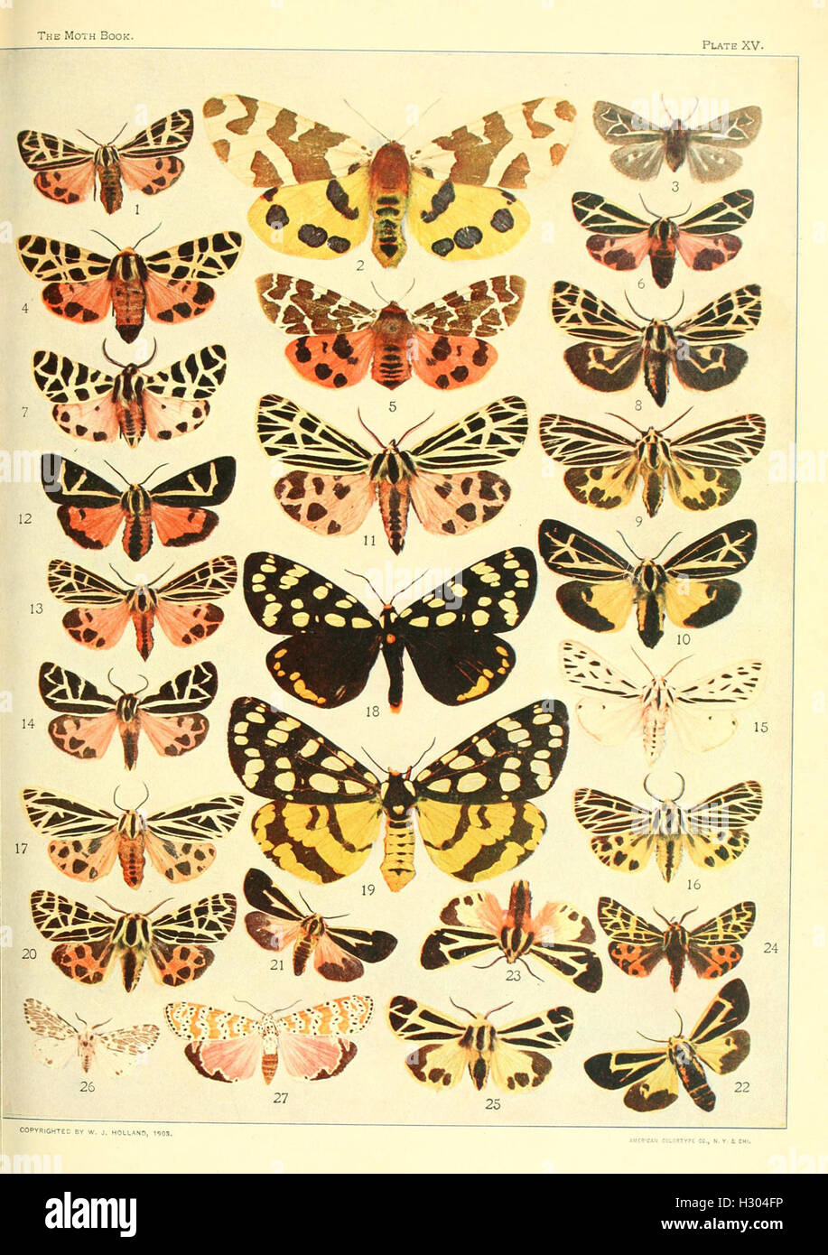 'The Moth Book' provides detailed descriptions and illustrations of ...