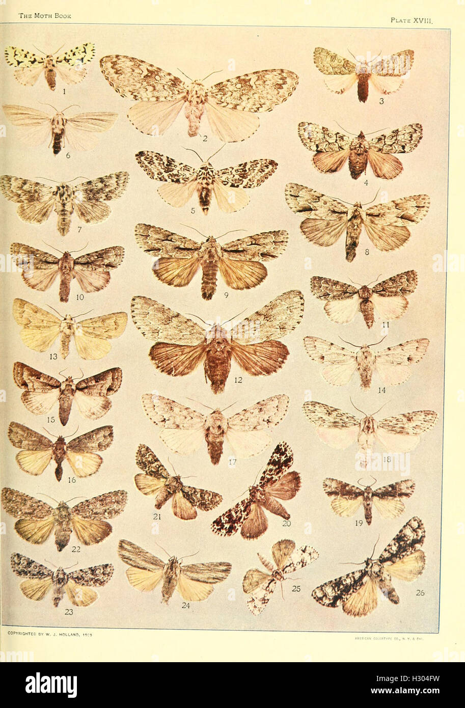 This book provides detailed descriptions and illustrations of various ...