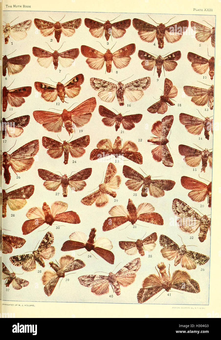 'The Moth Book' provides a comprehensive guide to the identification ...