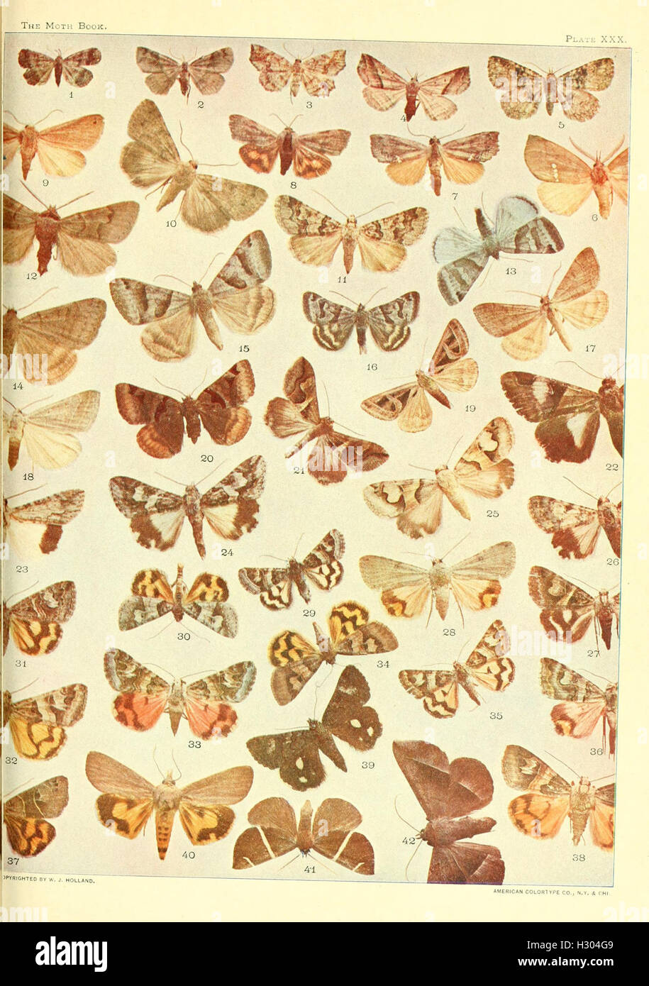 The moth book BHL99 Stock Photo - Alamy