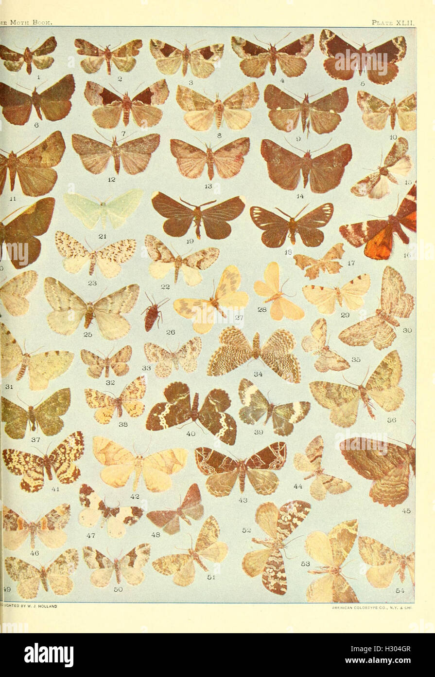 The moth book BHL99 Stock Photo - Alamy