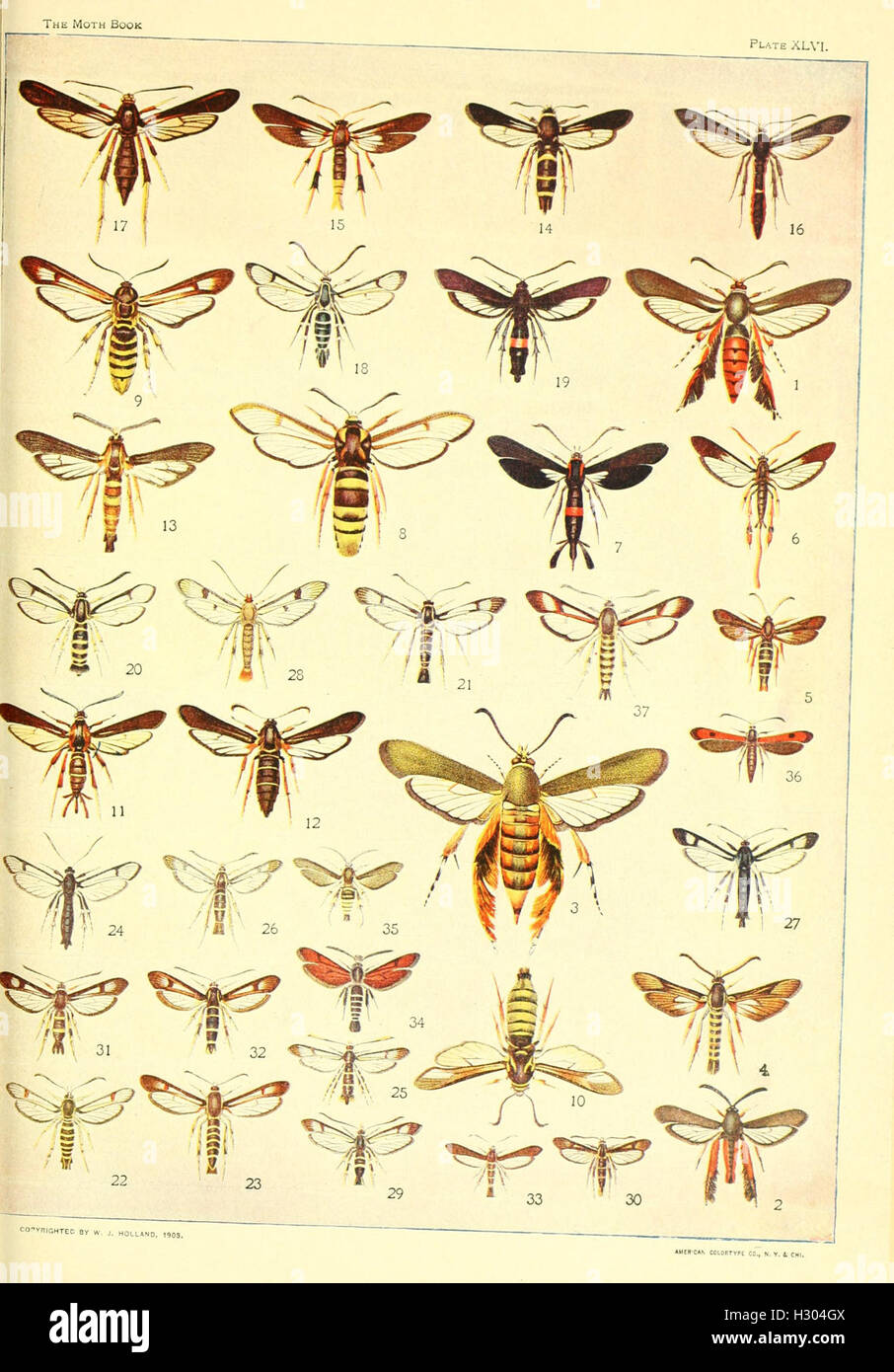 This book serves as a comprehensive guide to moth species, providing ...