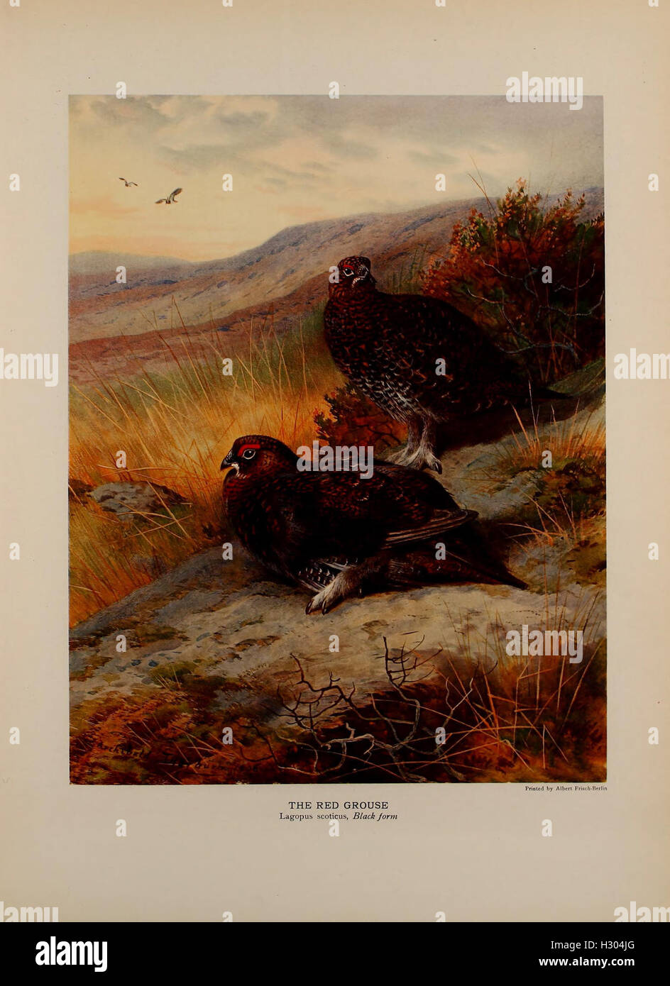 This work covers the natural history of British game birds, describing ...