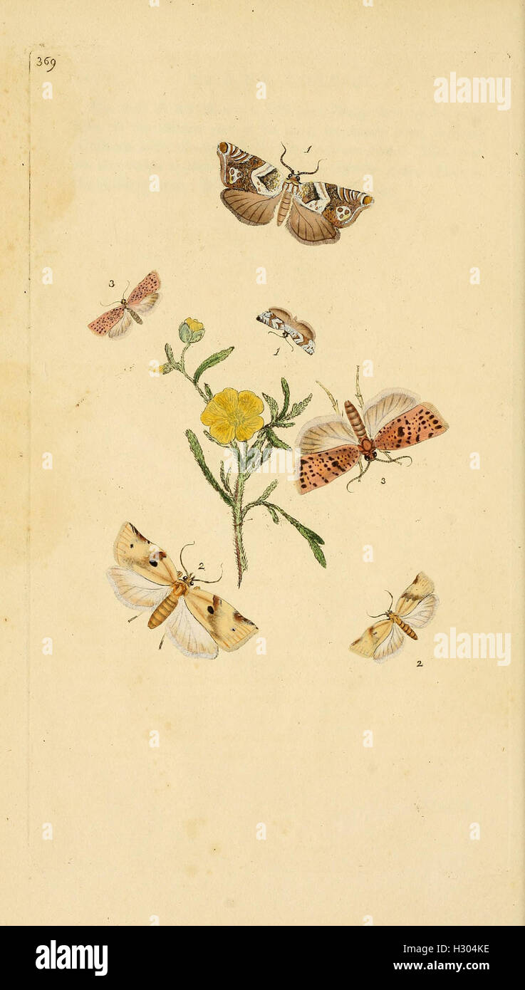 The natural history of British insects (Plate 369) BHL299 Stock Photo ...
