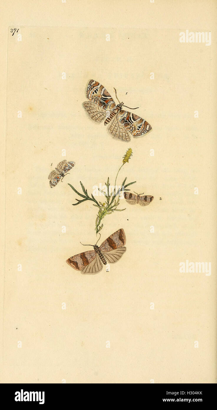 This work explores the diverse range of insect species in Britain ...