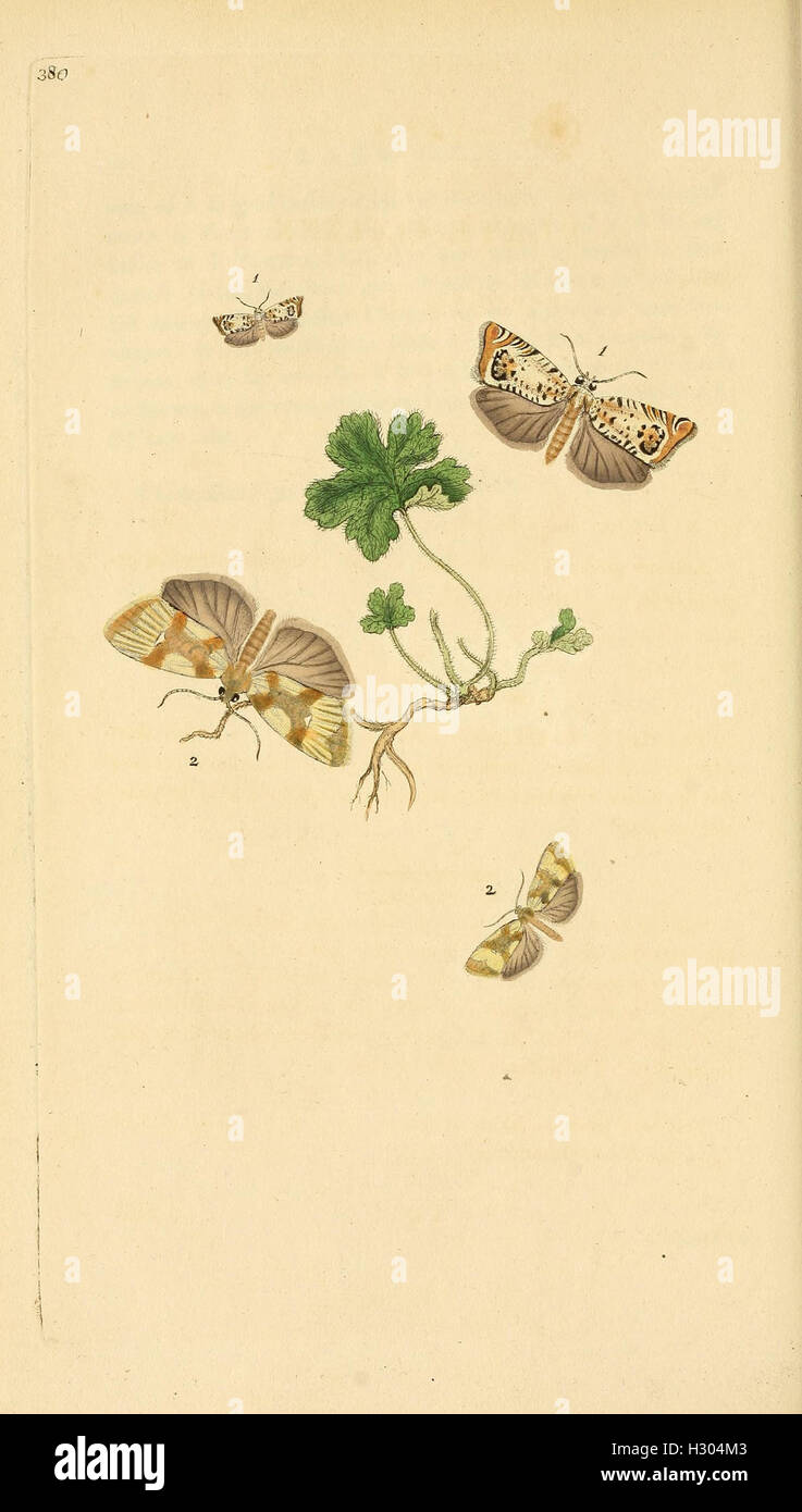 The natural history of British insects (Plate 380) BHL299 Stock Photo ...