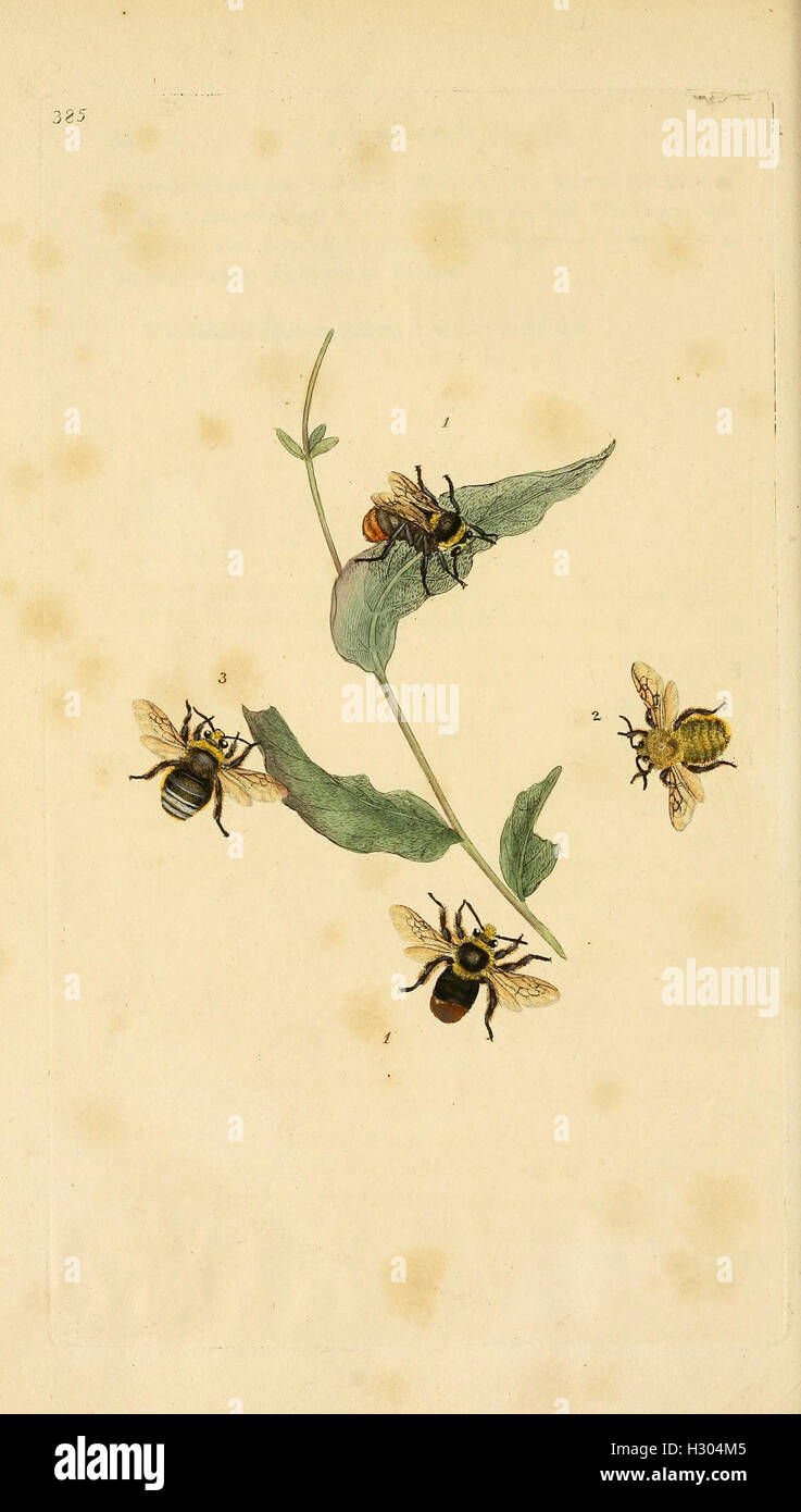 The natural history of British insects (Plate 385) BHL299 Stock Photo ...