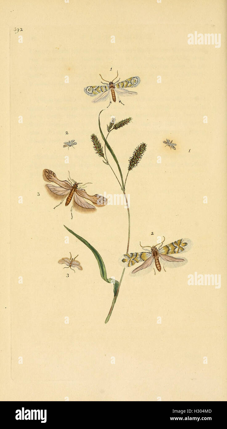 A detailed exploration of British insects, including their behavior ...