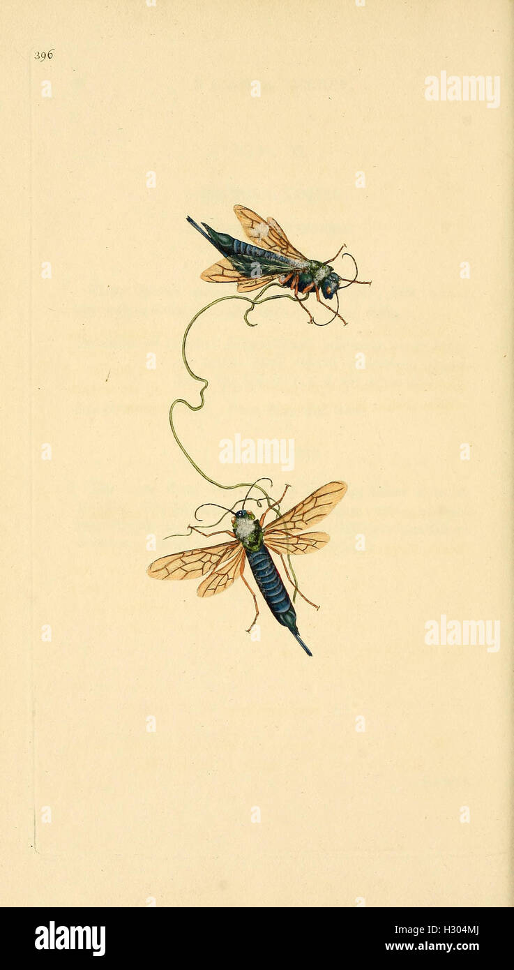 This plate from 'The Natural History of British Insects' provides ...