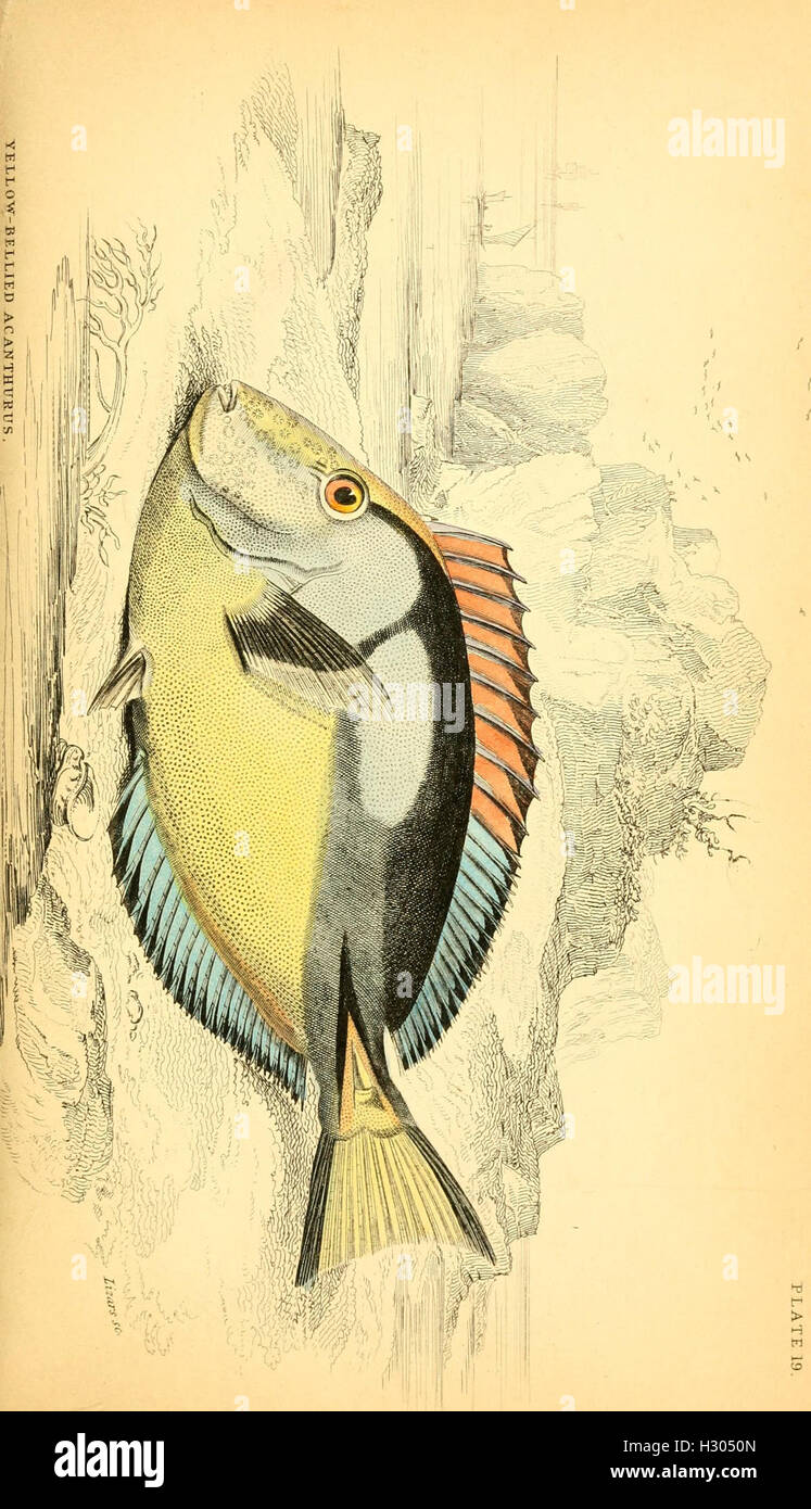This work focuses on the natural history of fish, detailing their ...