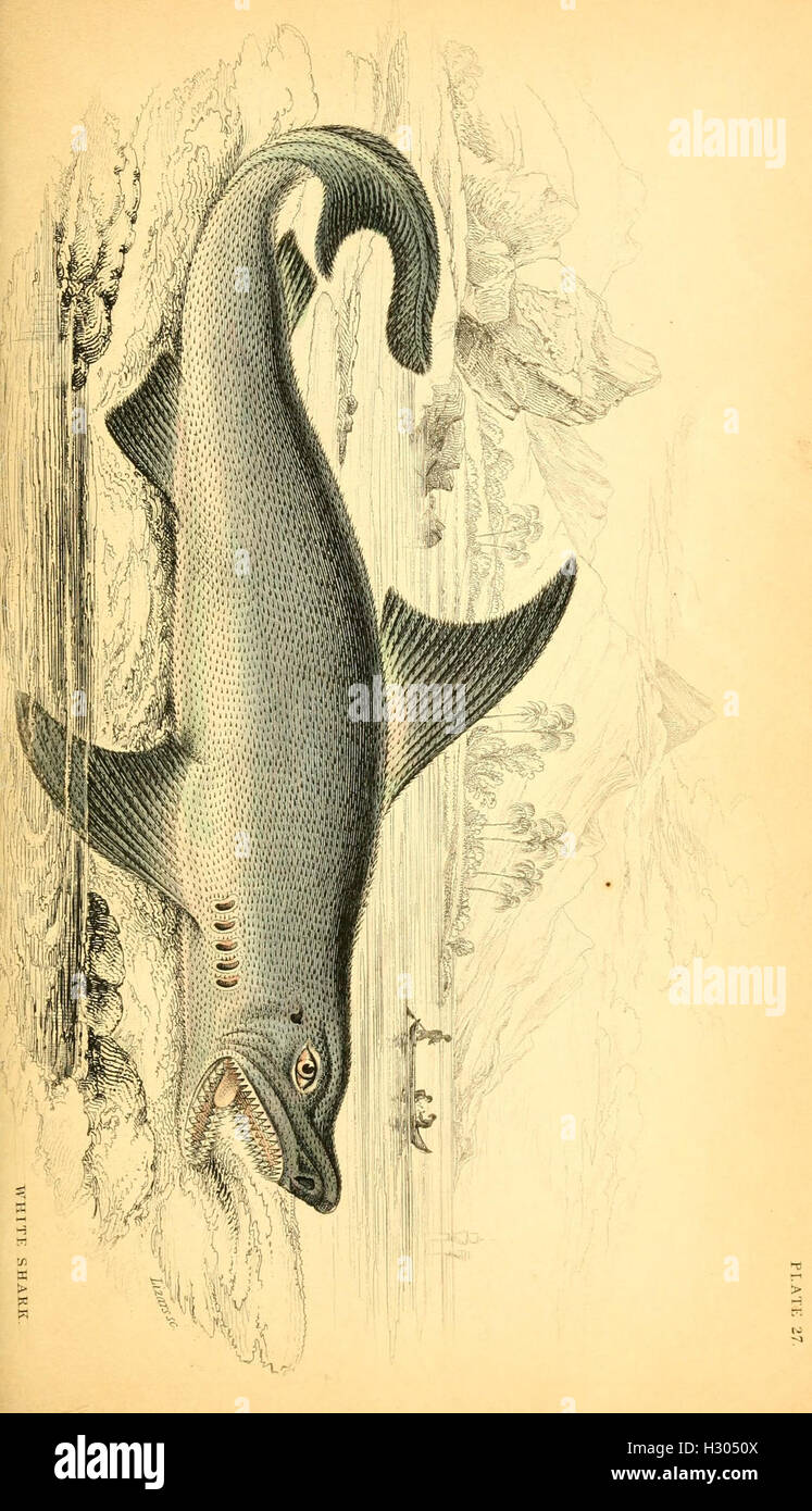 Research on the structure and economic significance of fish species ...