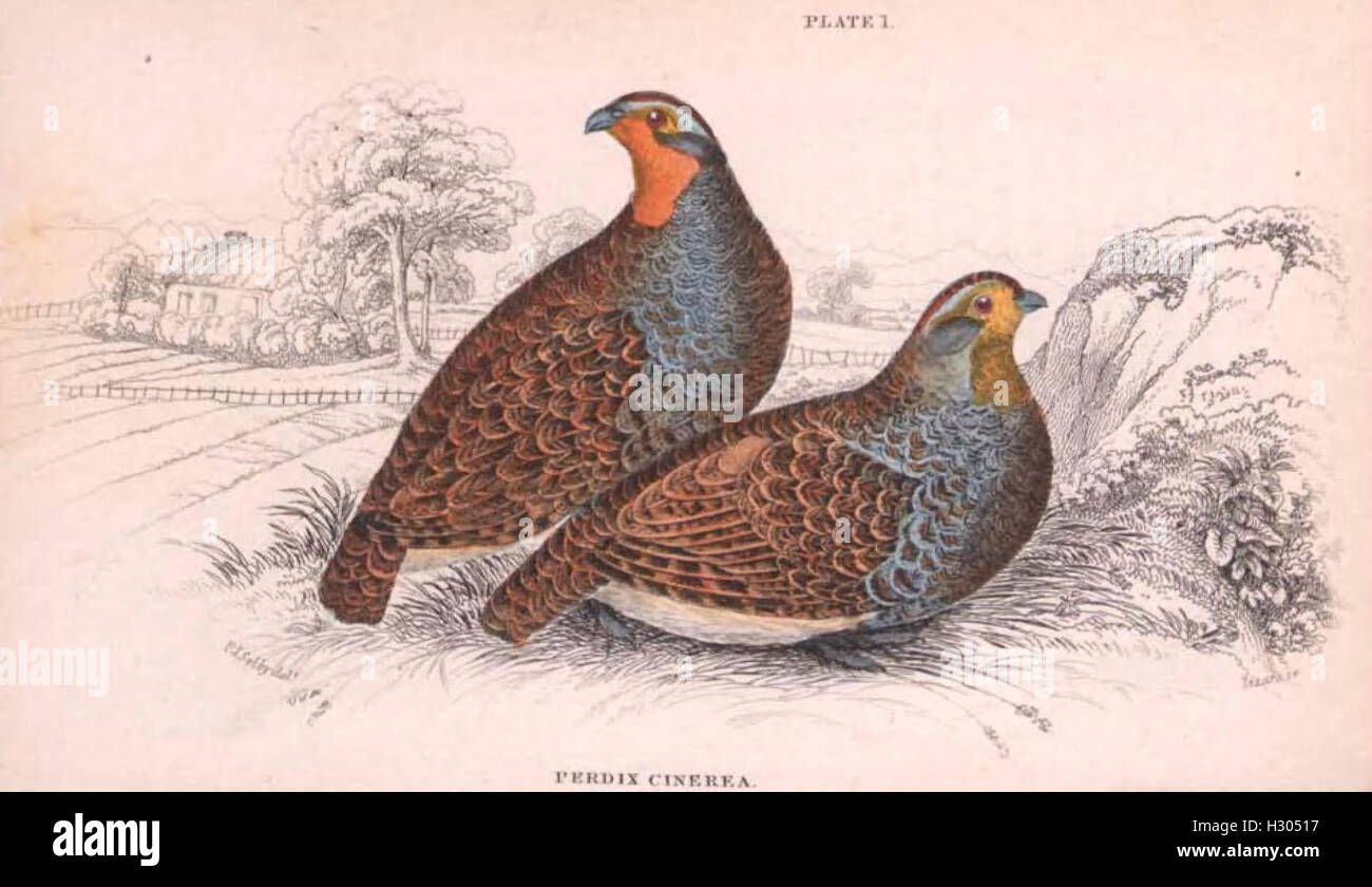 This plate depicts game-birds, highlighting their physical traits ...