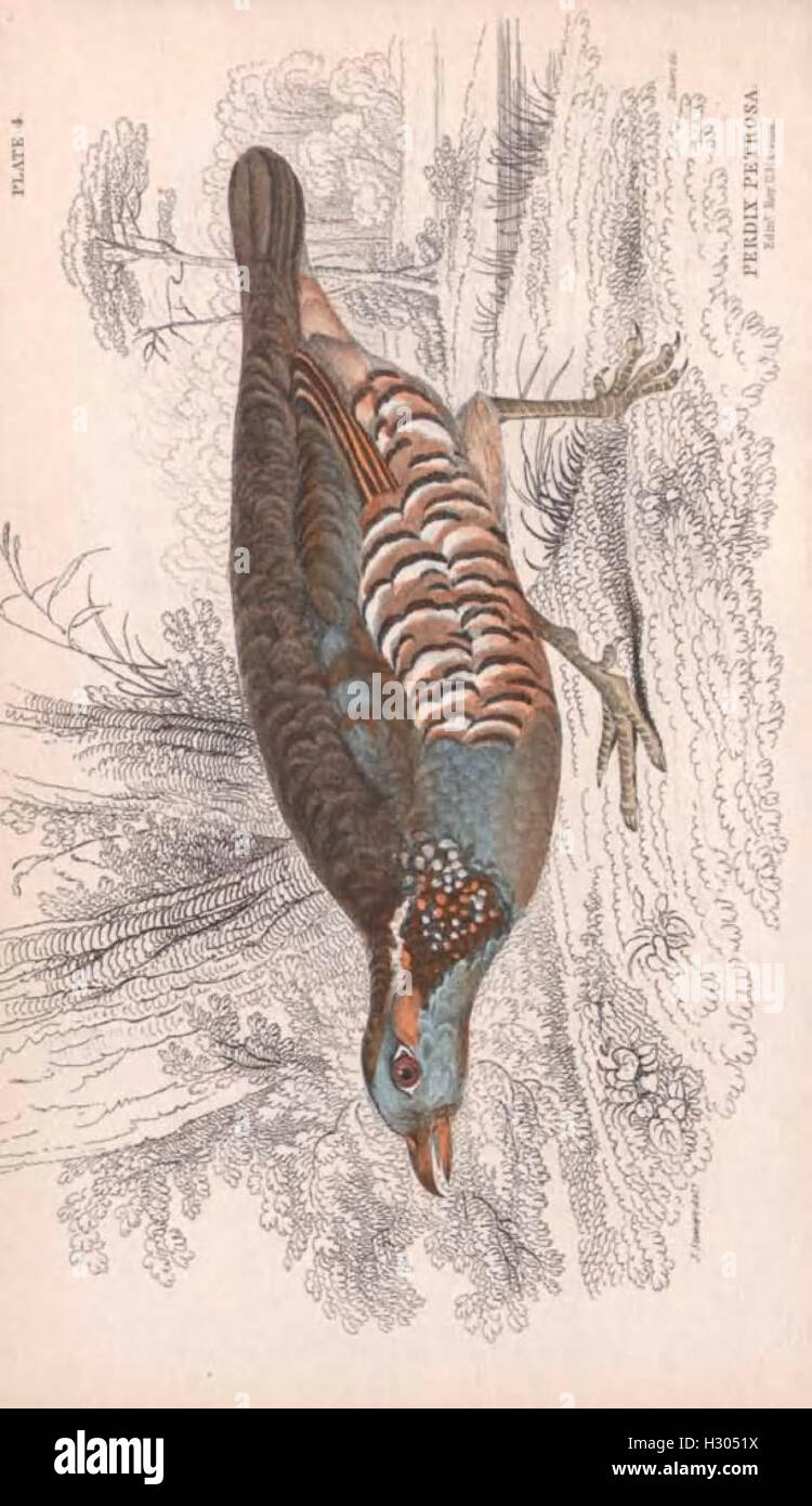 A study on the natural history of game birds, focusing on their habitat, behaviors, and ...