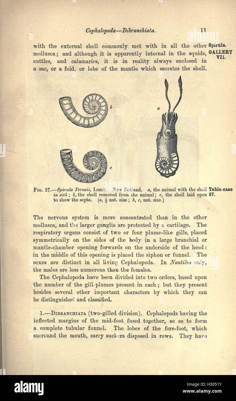 This guide provides an in-depth look at the fossilized invertebrates ...