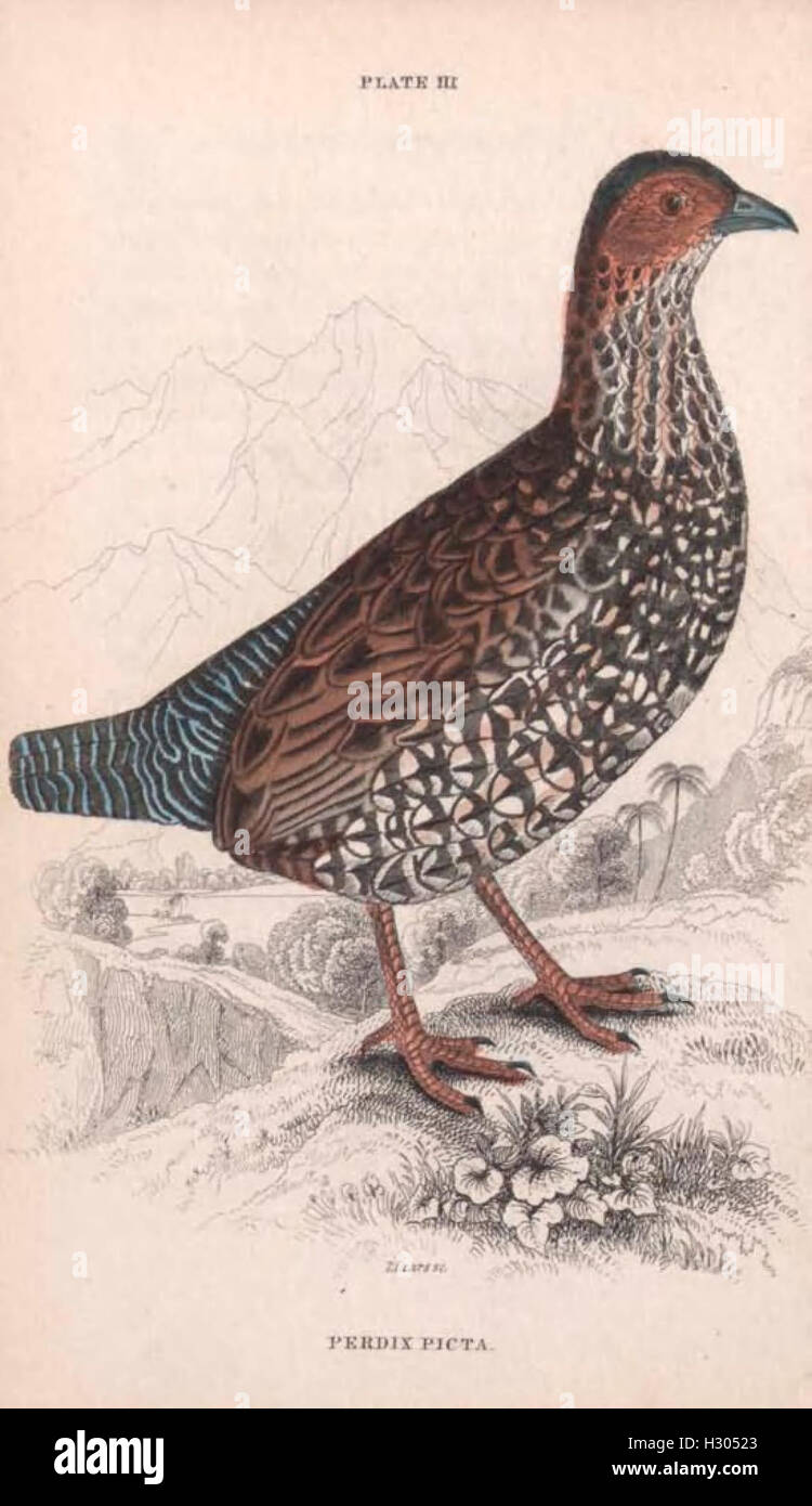 An in-depth study of game-bird species, focusing on their behavior ...