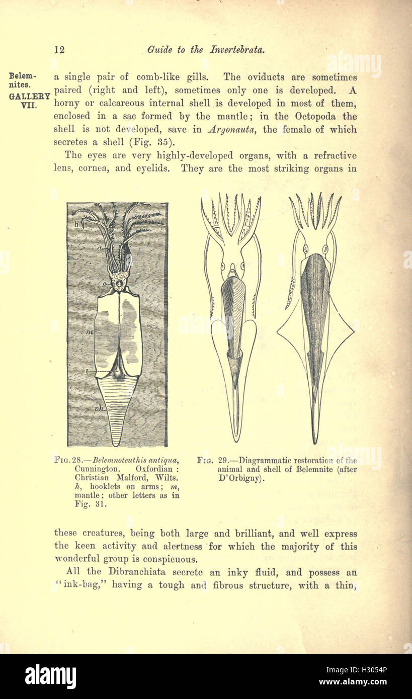 A guide to fossilized invertebrates and plants housed in the Department ...