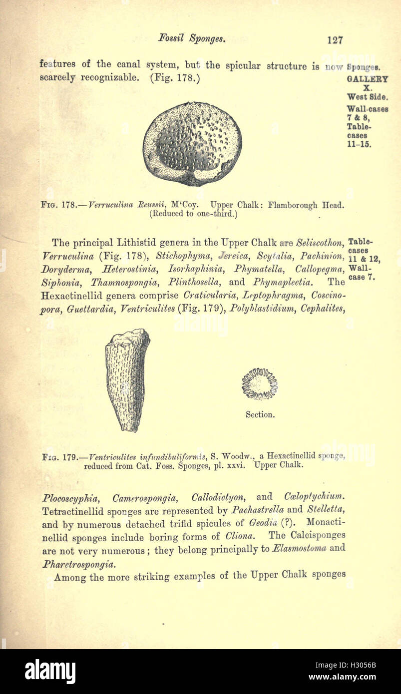 Page 127 of 'A Guide to the Fossil Invertebrates and Plants' provides ...