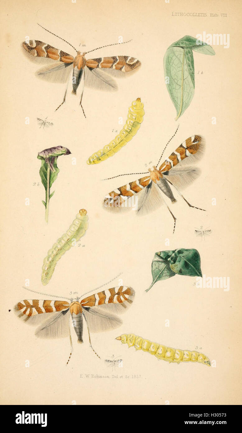 An in-depth exploration of the Tineina suborder, a group of moths, detailing their taxonomy ...