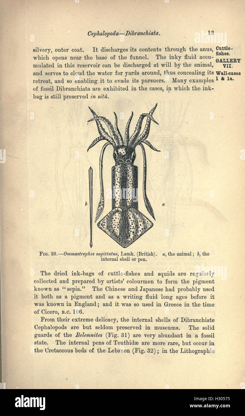 This guide provides a detailed overview of fossil invertebrates and ...