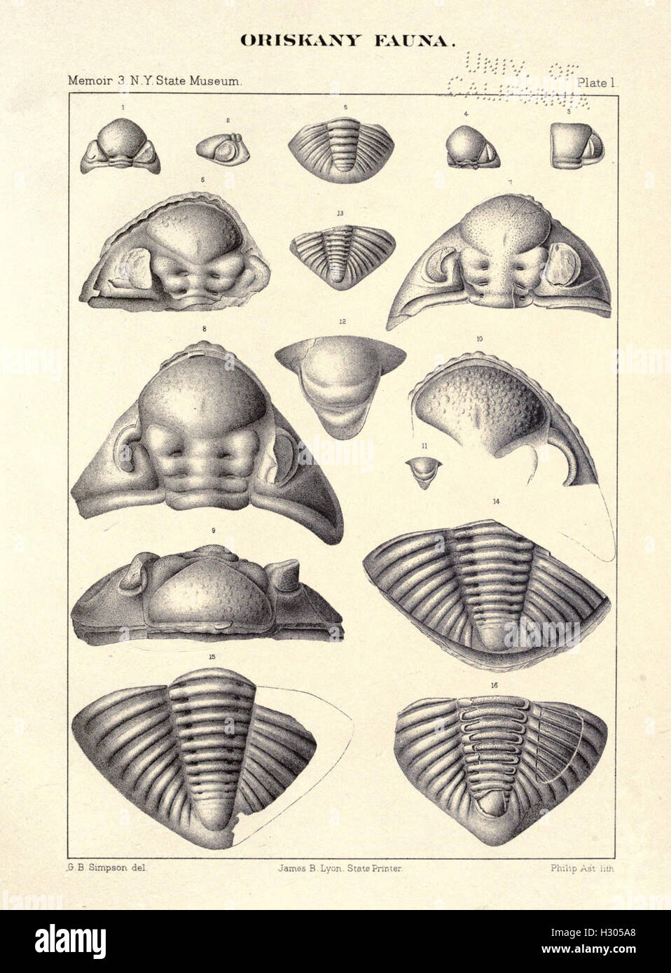 This study documents the fauna of the Oriskany formation in Becraft ...