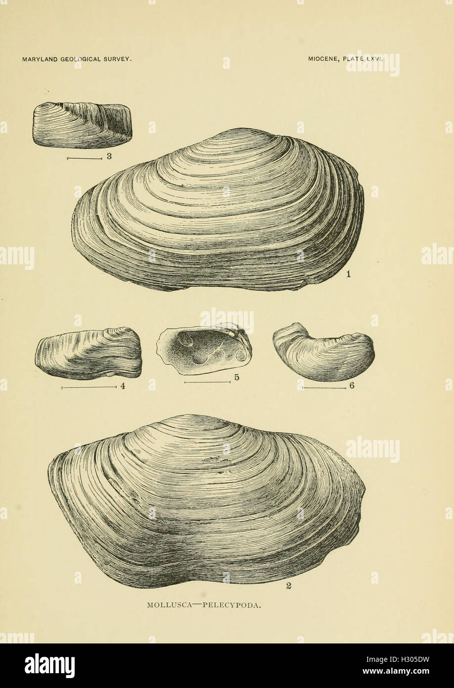 Pelecypoda High Resolution Stock Photography and Images - Alamy