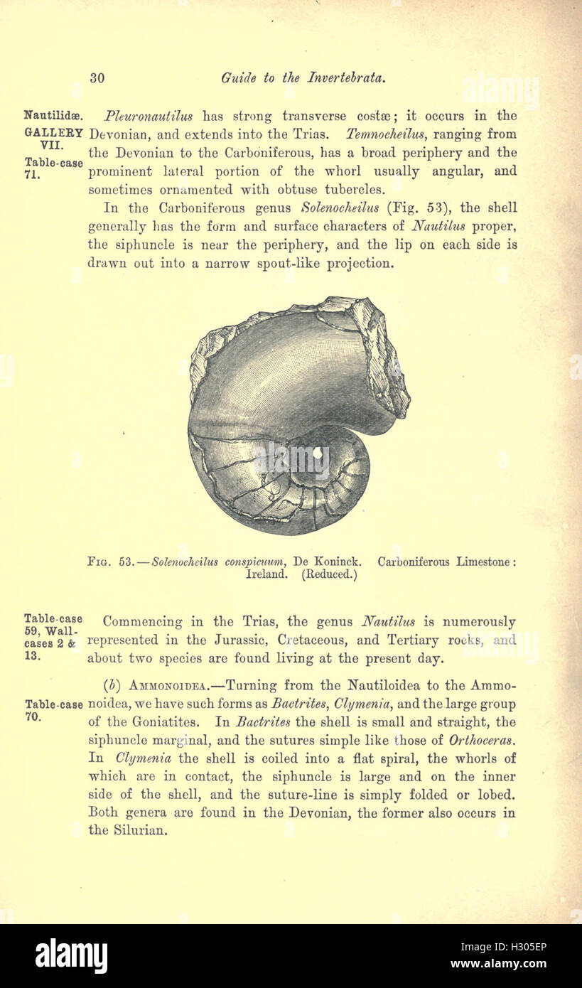 This guide provides detailed information on fossil invertebrates and ...
