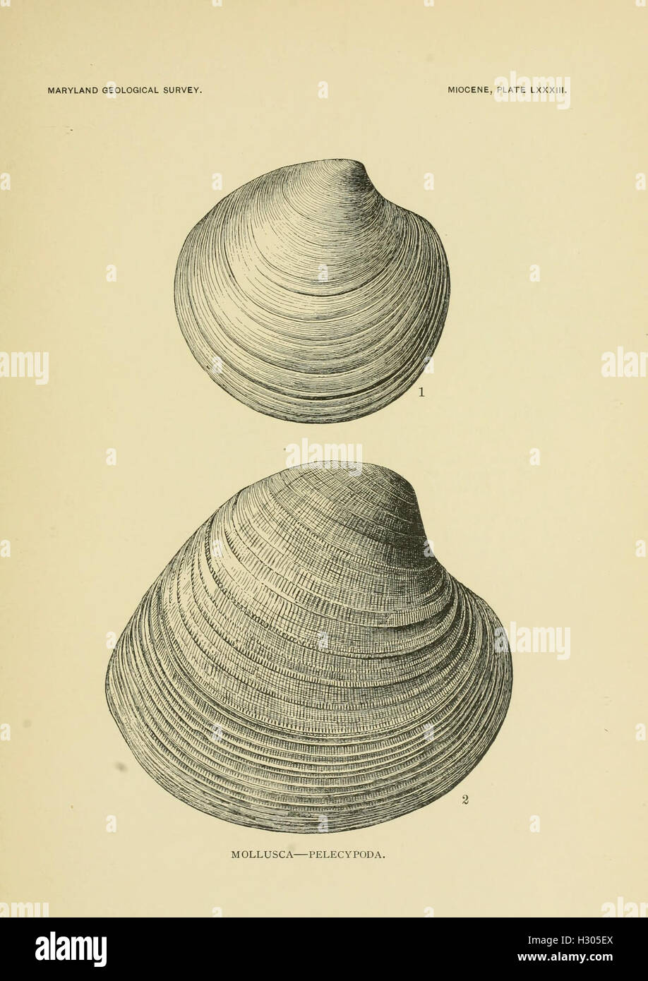 This work studies the Pelecypoda (bivalve mollusks) from the Miocene ...