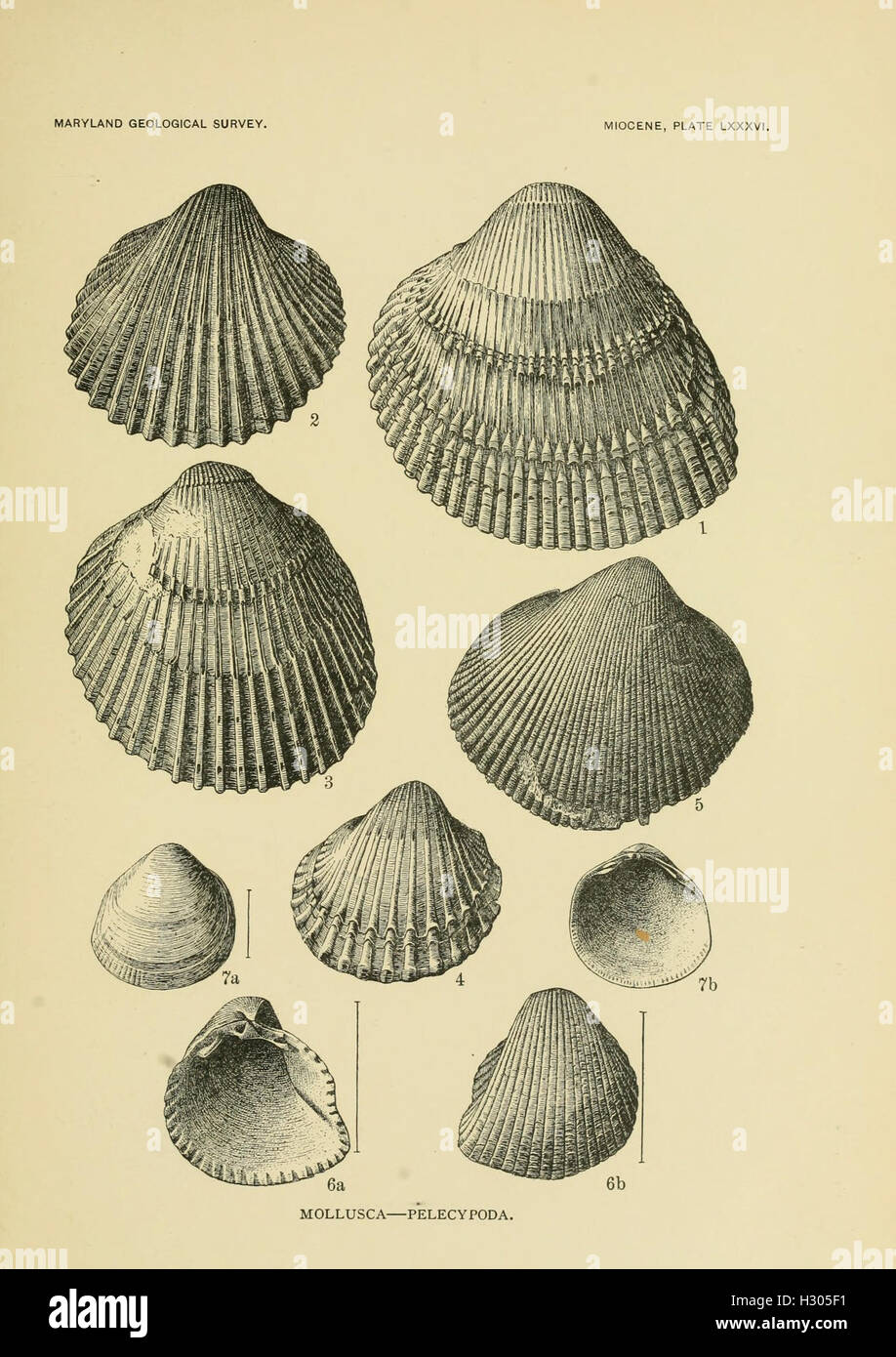 A paleontological study of the Pelecypoda (bivalves) from the Miocene ...
