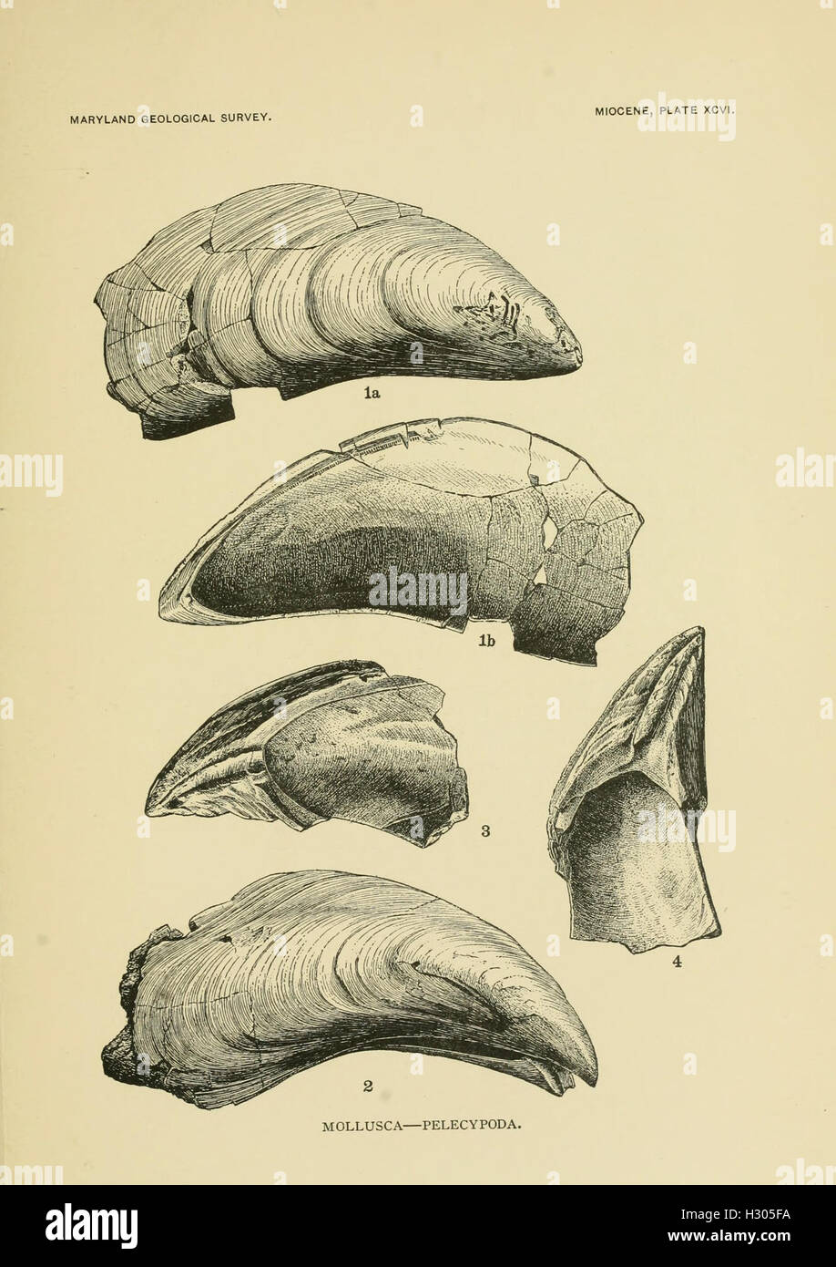 Pelecypoda bivalves hi-res stock photography and images - Alamy