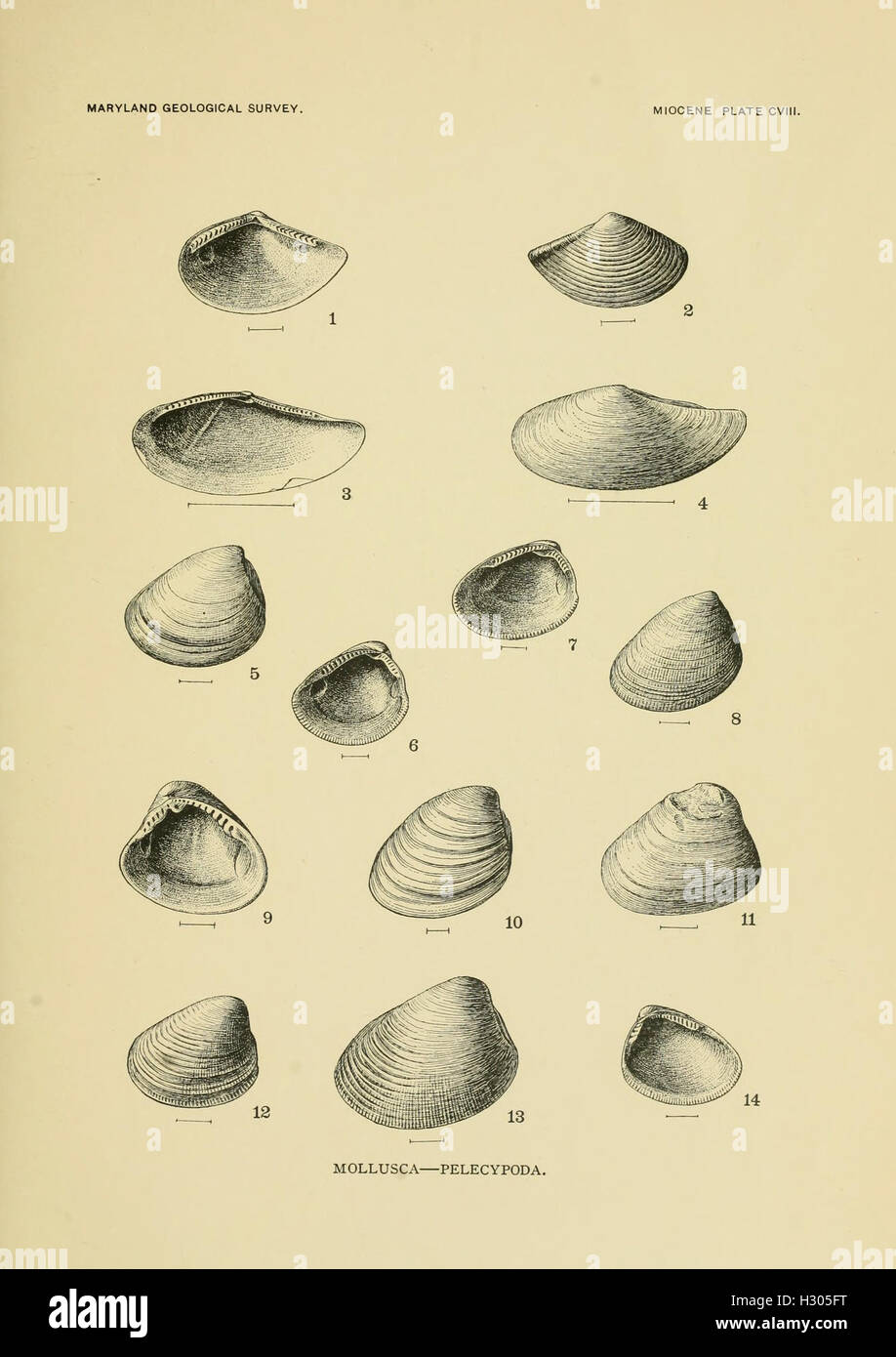 Pelecypoda bivalves hi-res stock photography and images - Alamy