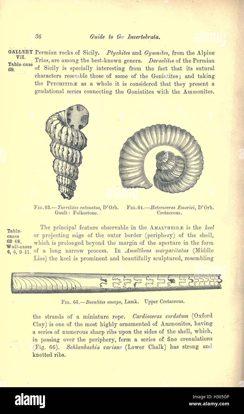 This guide provides an overview of fossilized invertebrates and plants ...