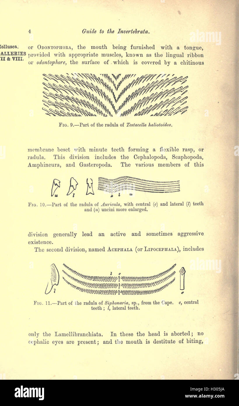 This guide provides an overview of the fossil invertebrates and plants ...