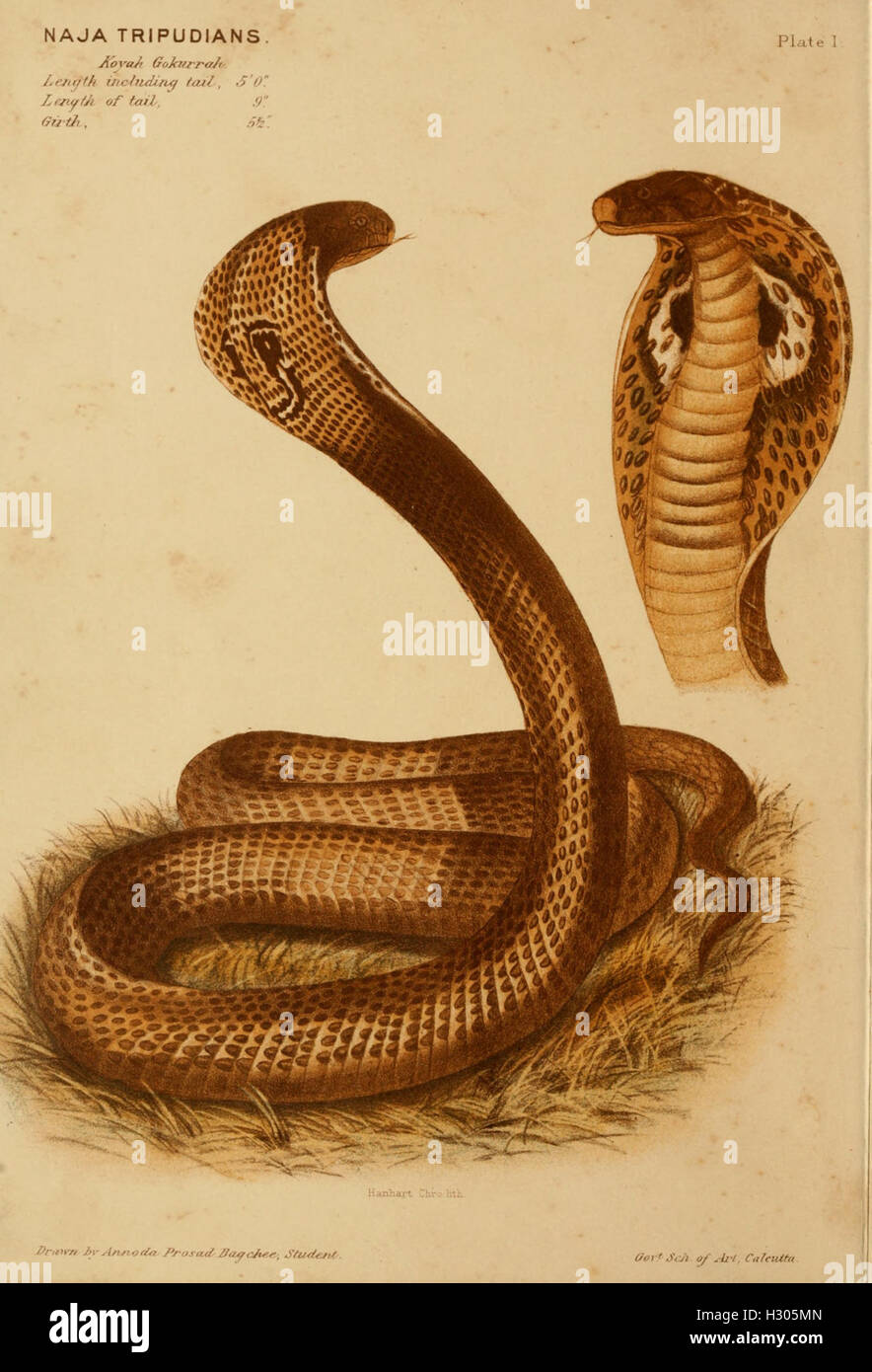 The poisonous snakes of India (Plate 1) BHL123 Stock Photo - Alamy
