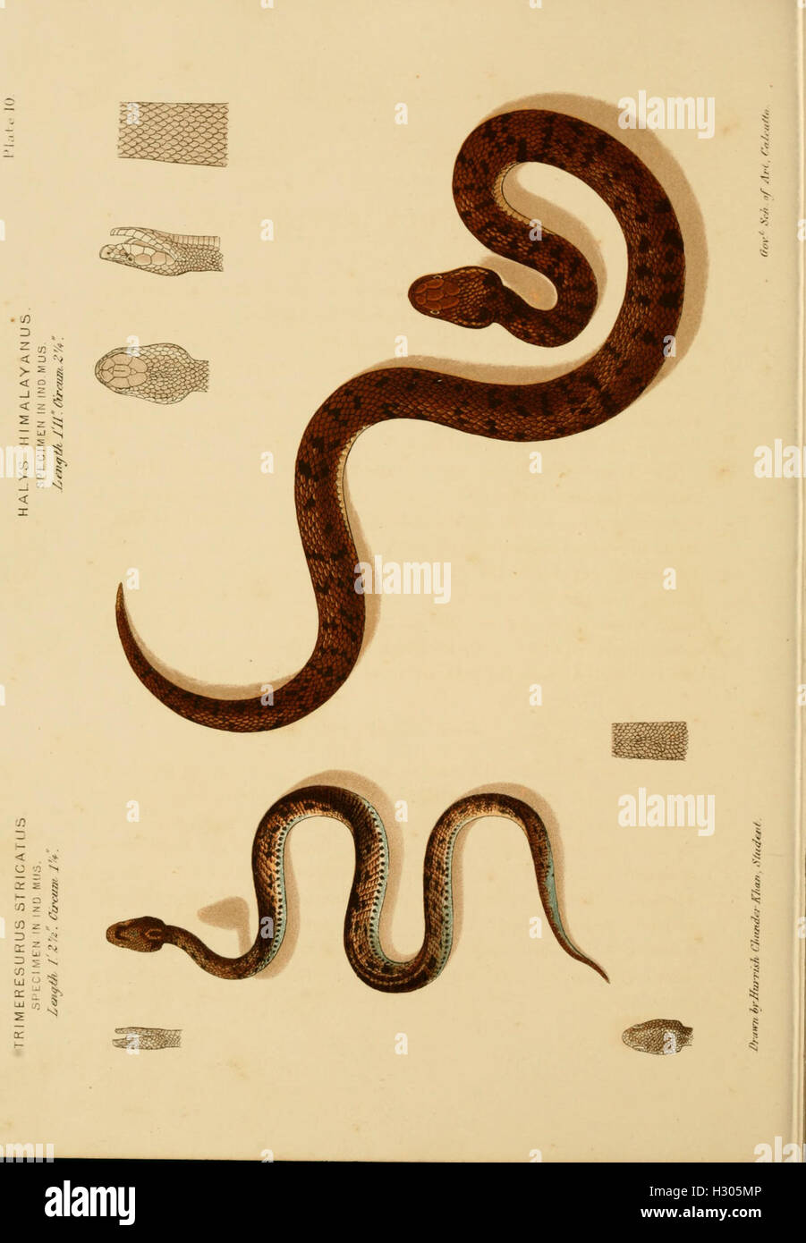 This work offers a comprehensive guide to the venomous snakes of India ...