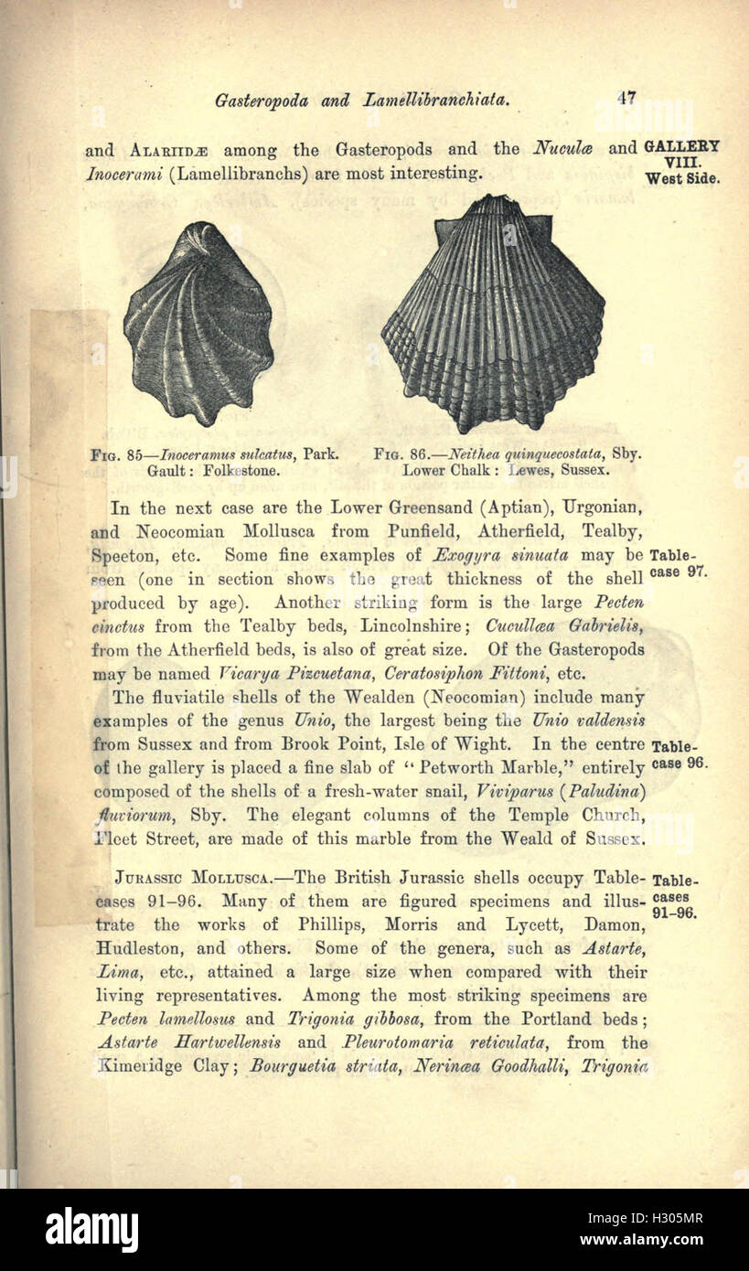 This guide provides a detailed overview of the fossil invertebrates and ...