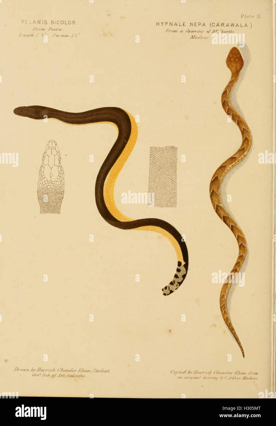 This work provides an illustration and description of the poisonous ...