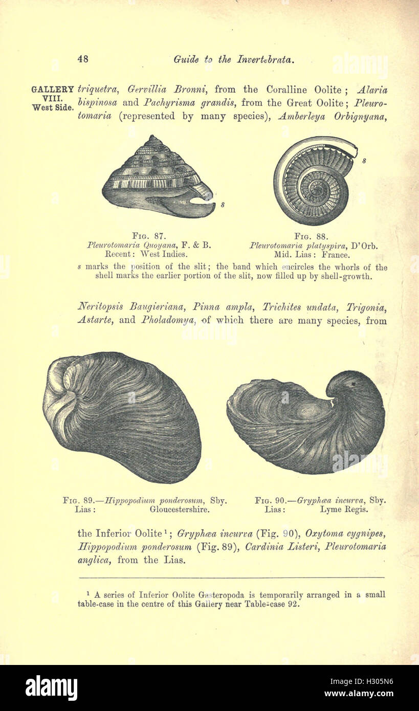 This guide provides an overview of the fossil invertebrates and plant ...