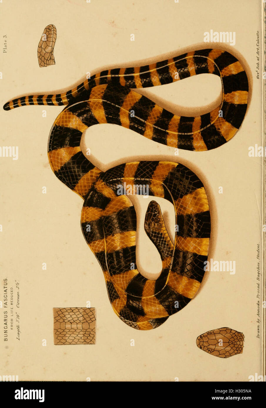 This plate illustrates various venomous snakes found in India ...