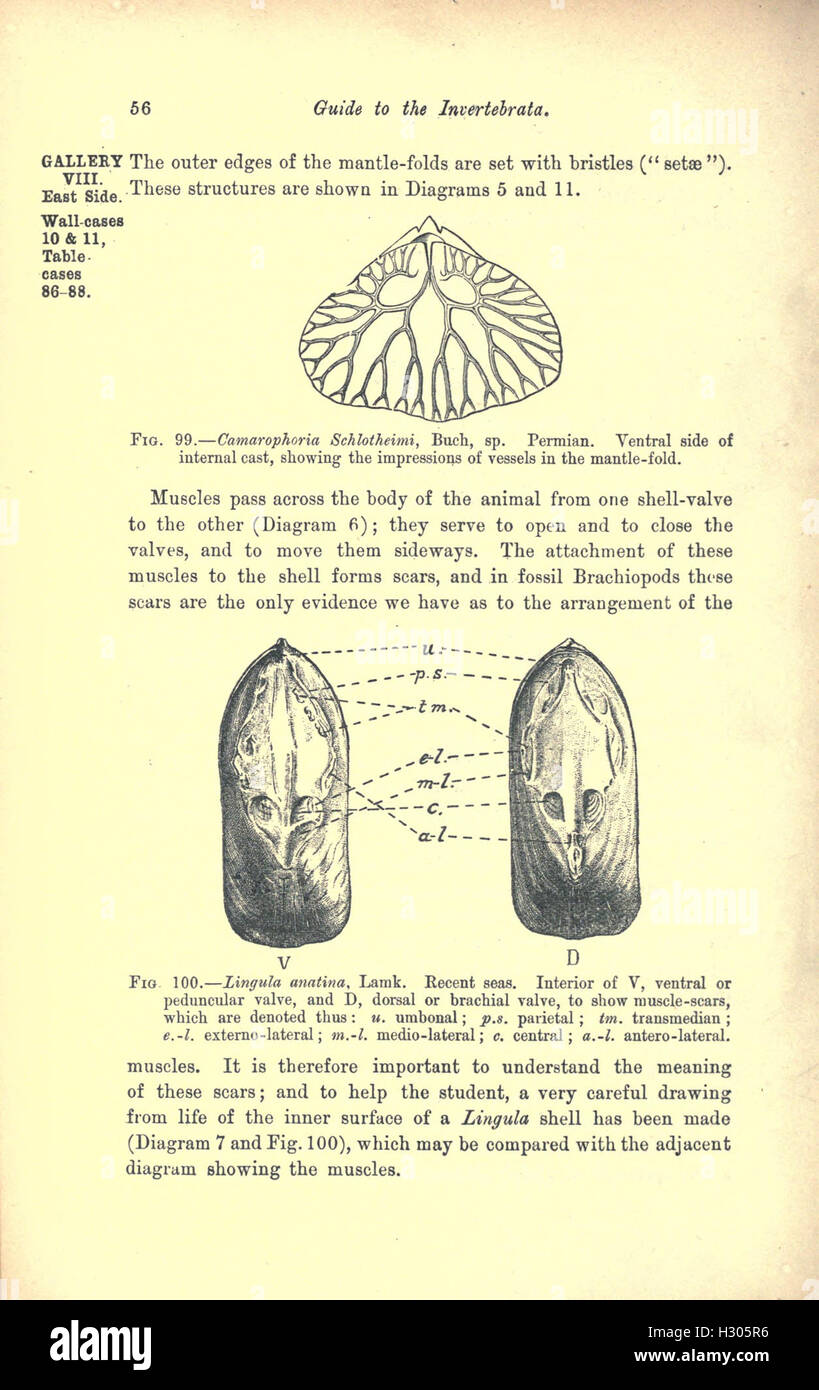 This guide presents fossilized invertebrates and plants in the British ...