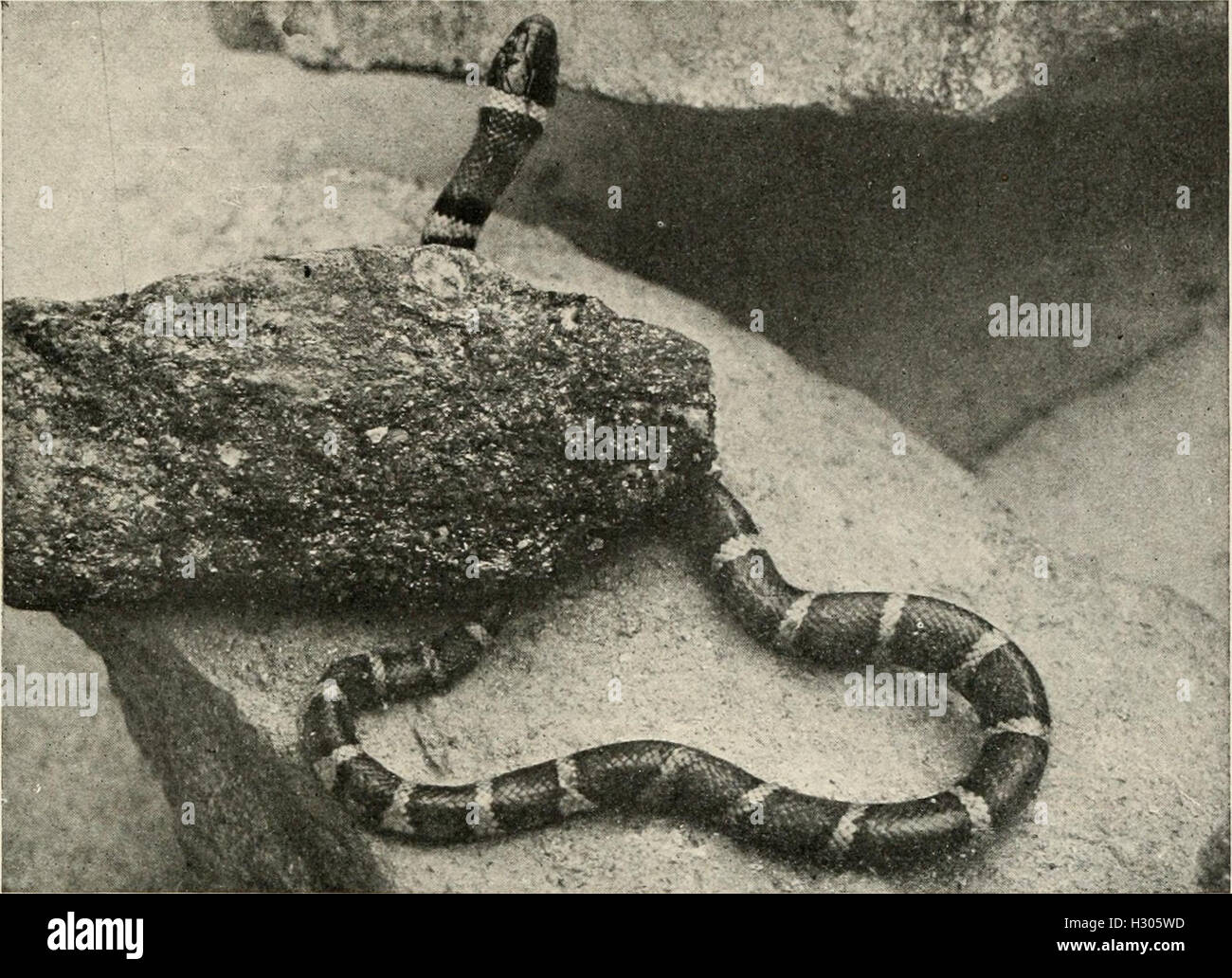 This comprehensive work on reptiles covers the structure, behavior, and ...