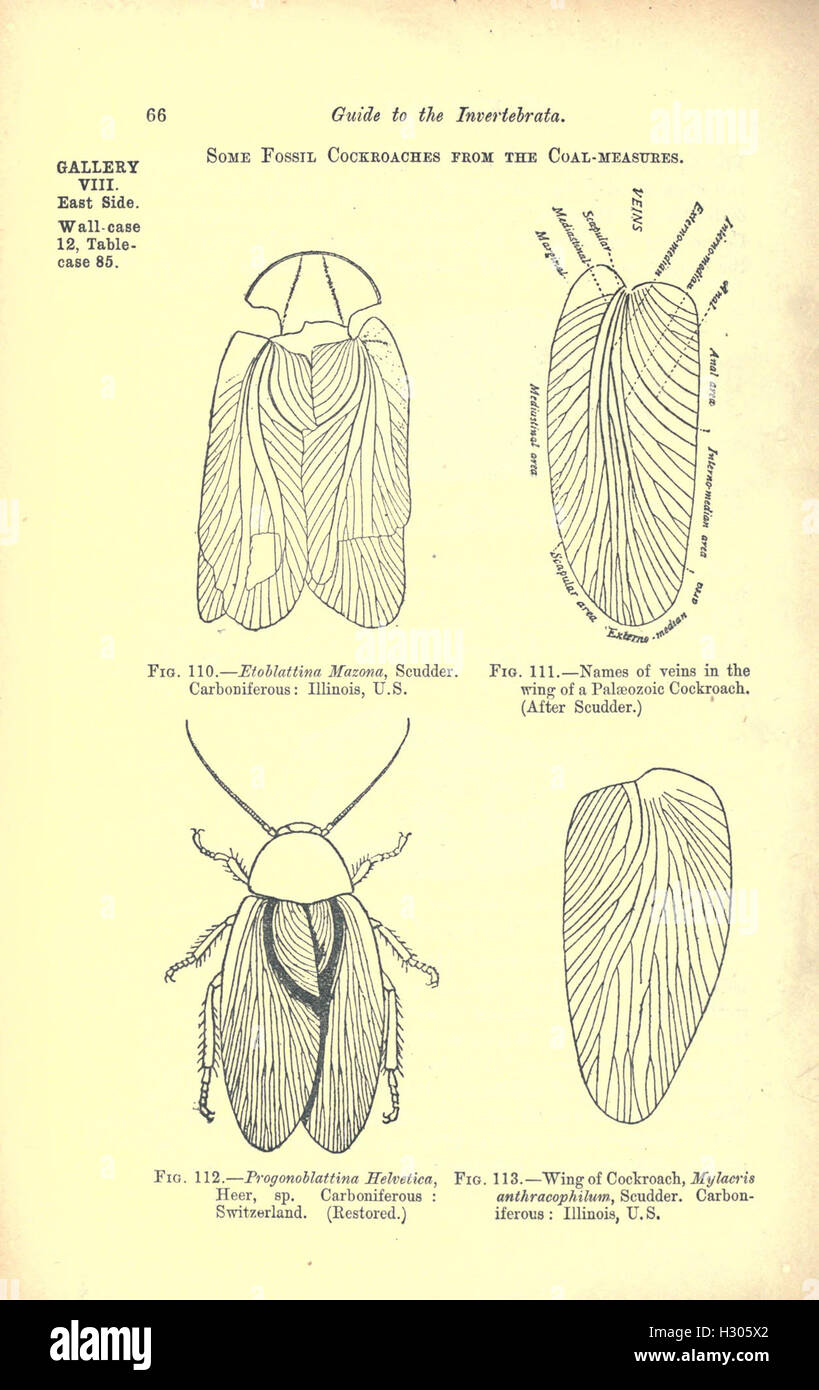 This guide offers an overview of the fossil invertebrates and plants in ...