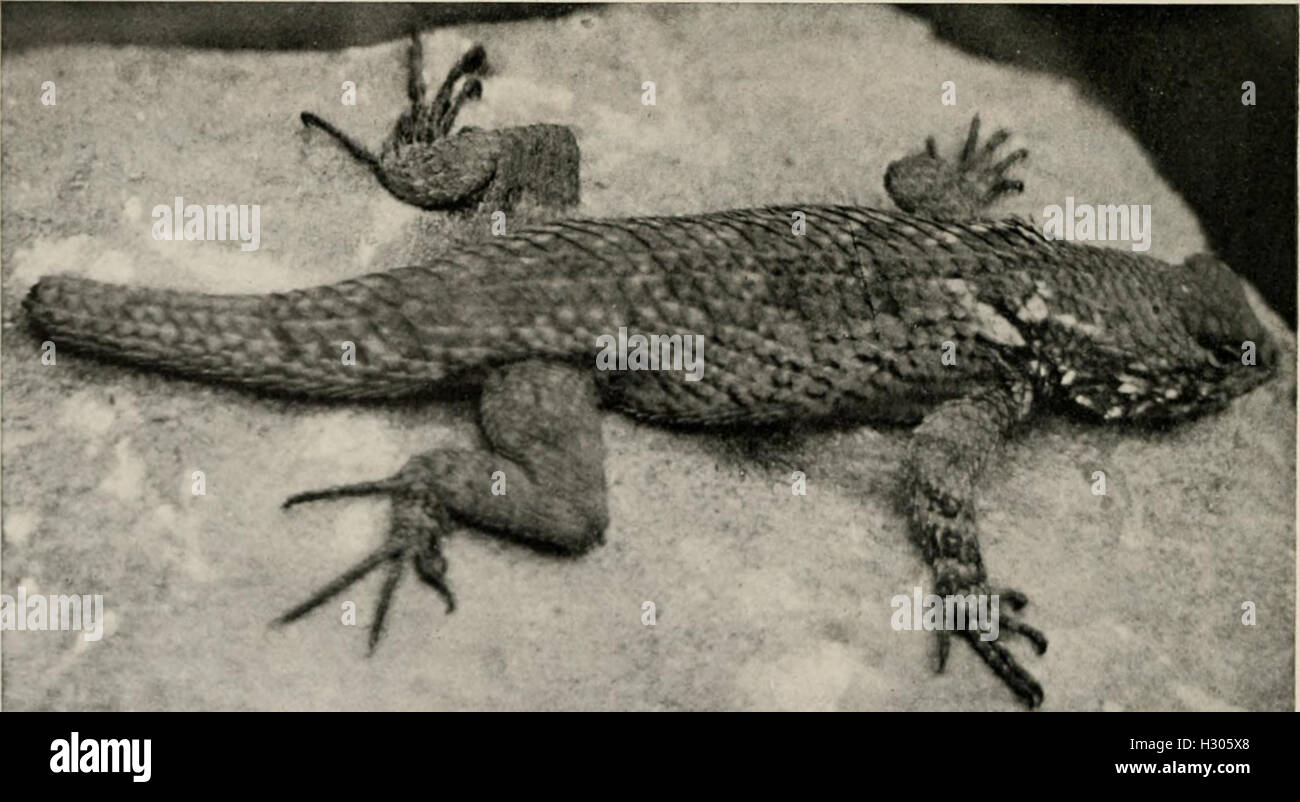 A comprehensive guide on the structure and behavior of reptiles native ...
