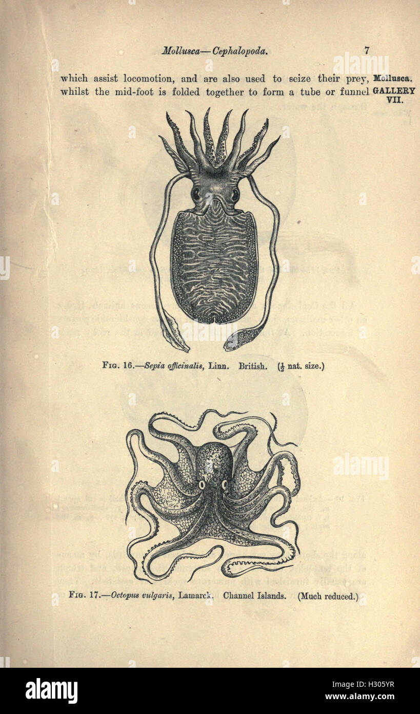 This page from the guide to fossil invertebrates and plants in the ...