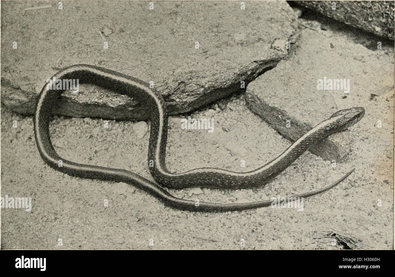 This comprehensive work explores the structure and habits of reptiles ...