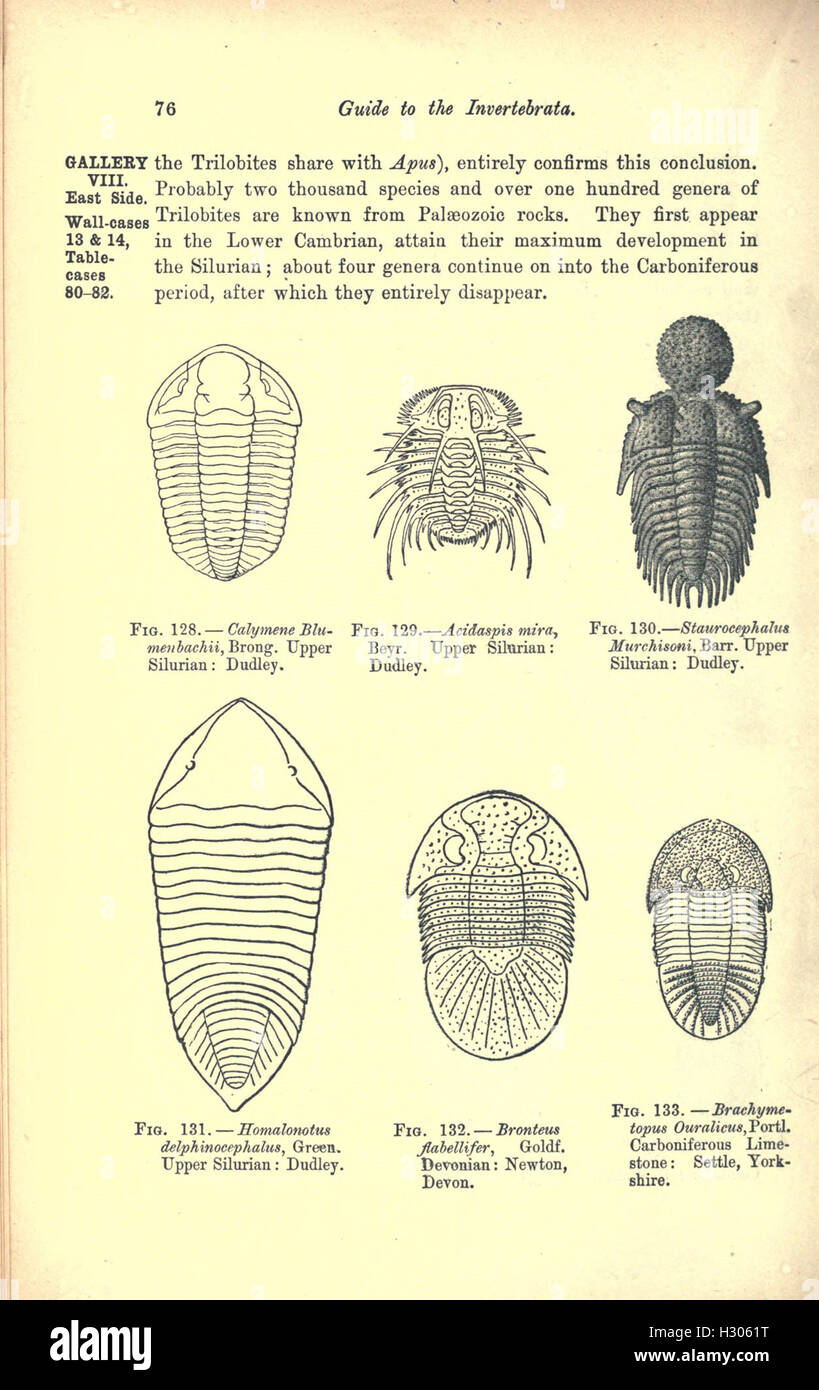 A guide detailing fossil invertebrates and plants from the Department ...