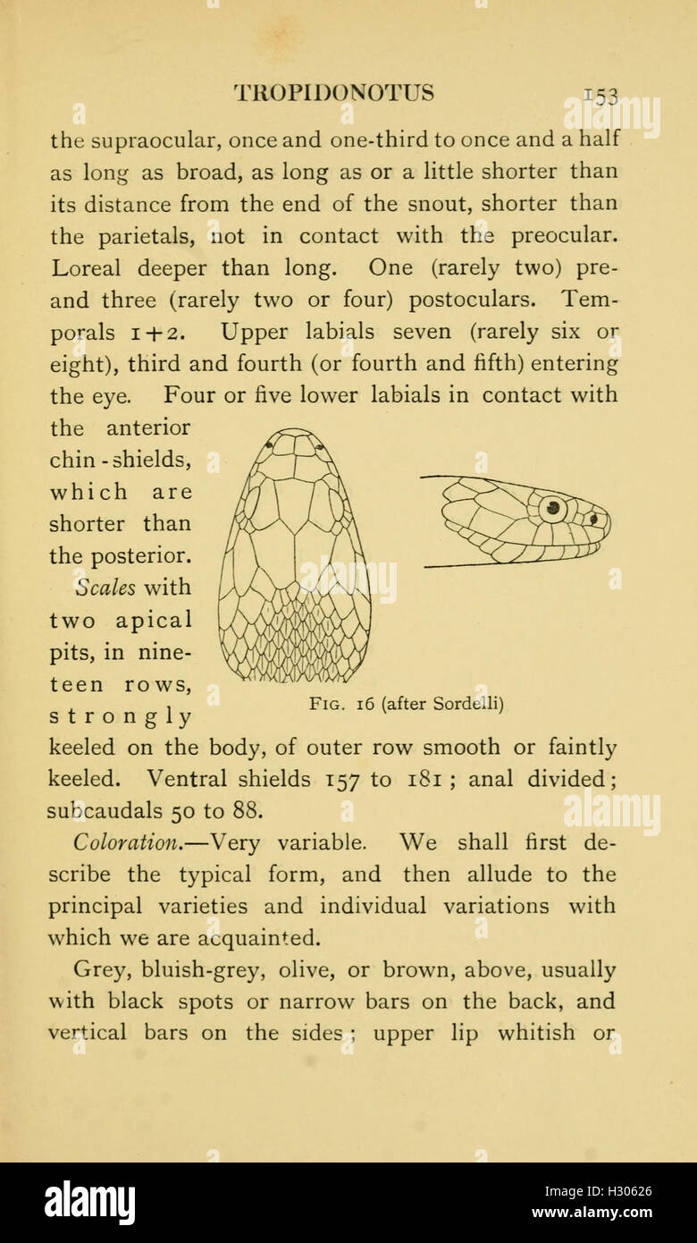A comprehensive guide to European snake species, including detailed ...