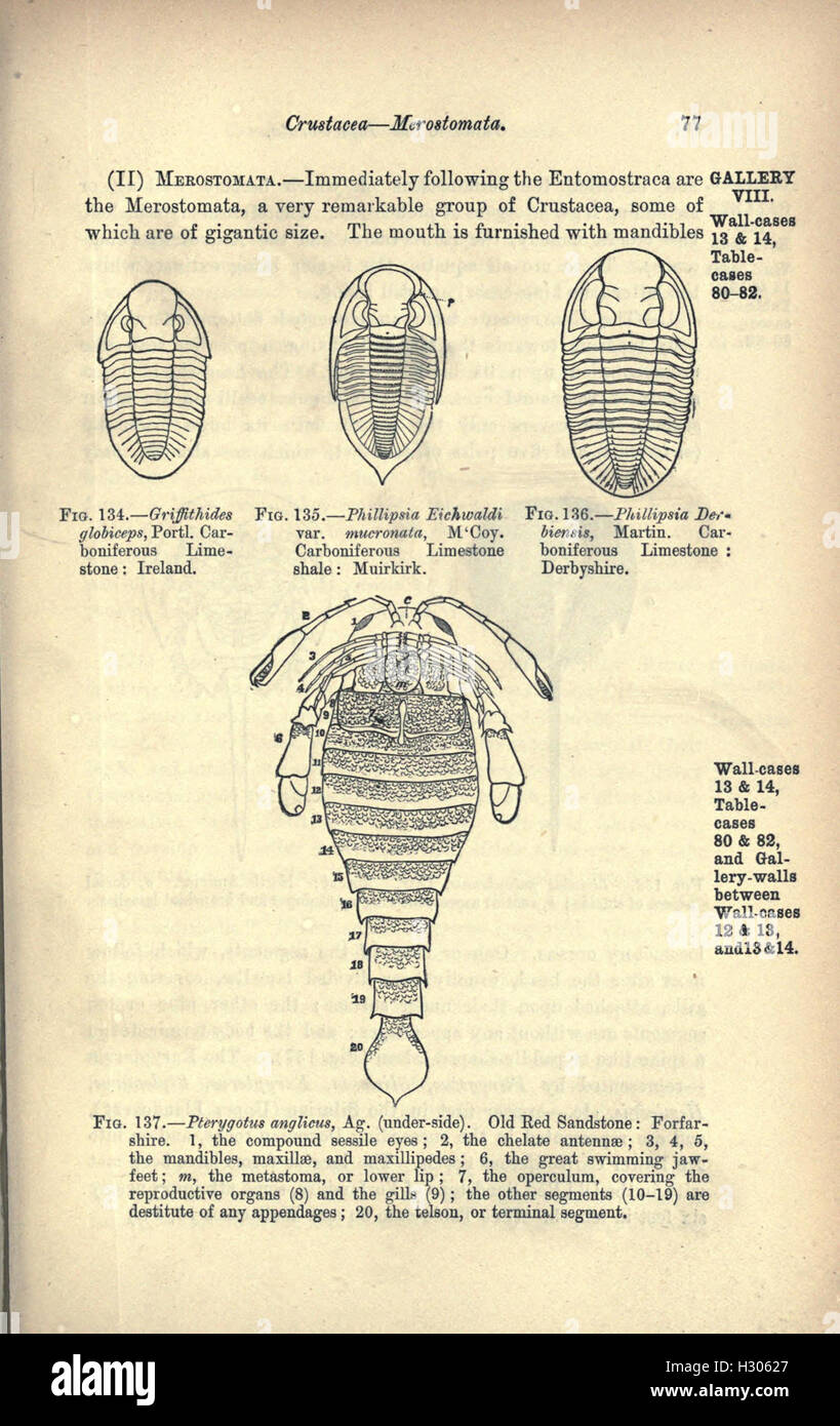 This guide offers an overview of the fossil invertebrates and plants ...