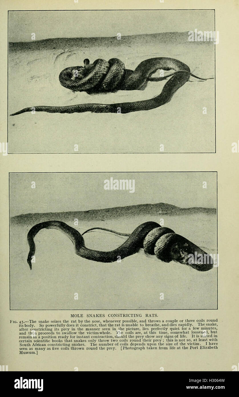 This work provides an overview of South African snake species, covering ...