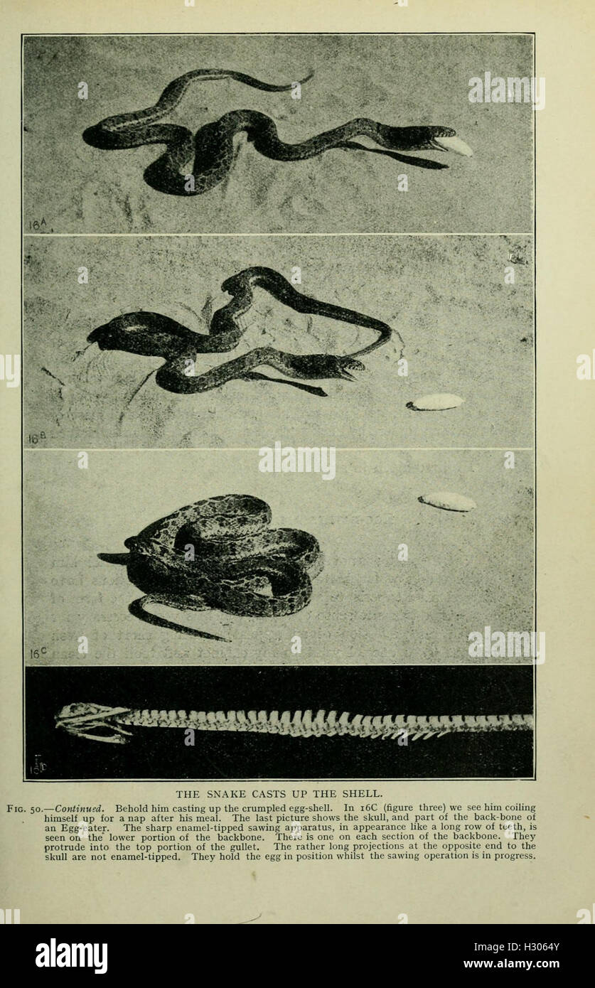A scientific account of South African snake species, detailing physical ...